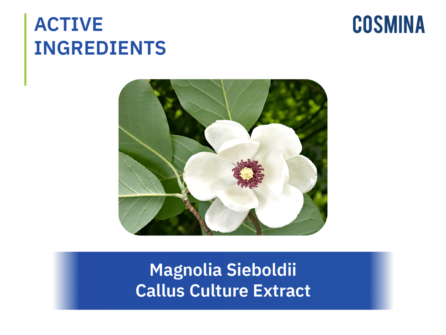 Magnolia Sieboldii Callus Culture Extract - COSMINA