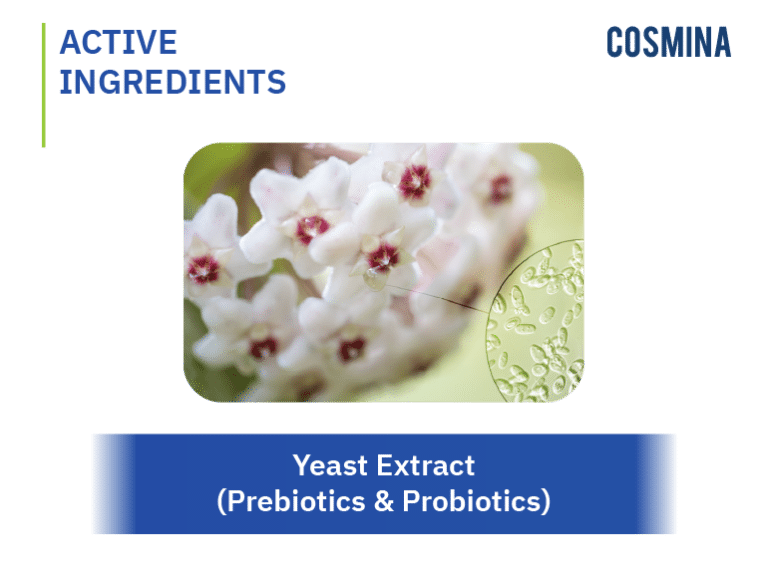 Yeast Extract (Prebiotics & Probiotics) - COSMINA